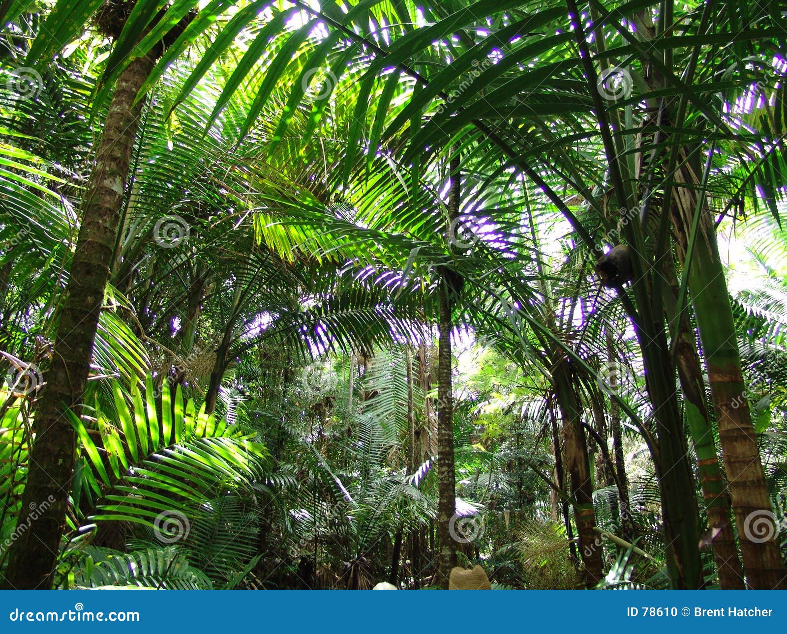 Jungle stock photo. Image of colors, nature, tropics, green - 78610