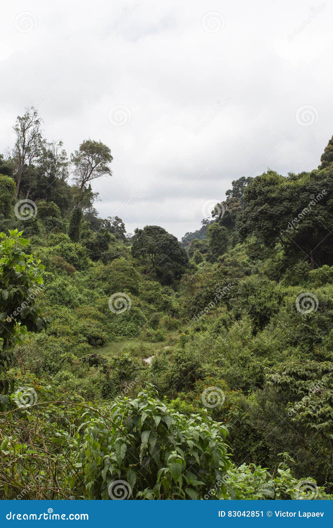 Jungle in Aberdare. Kenya stock image. Image of wild - 83042851