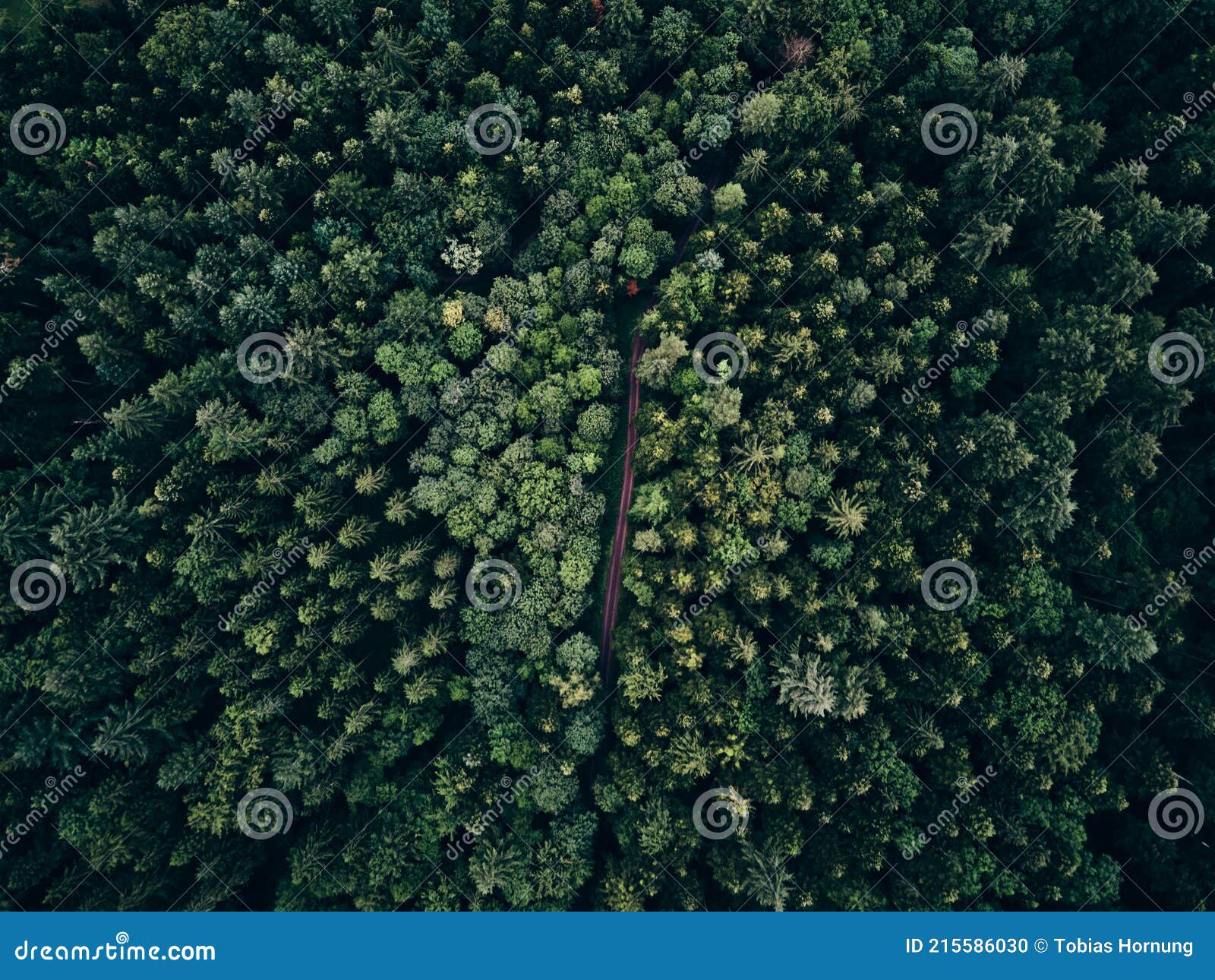 Jungle from Above with Lonely Path Stock Photo - Image of jungle ...