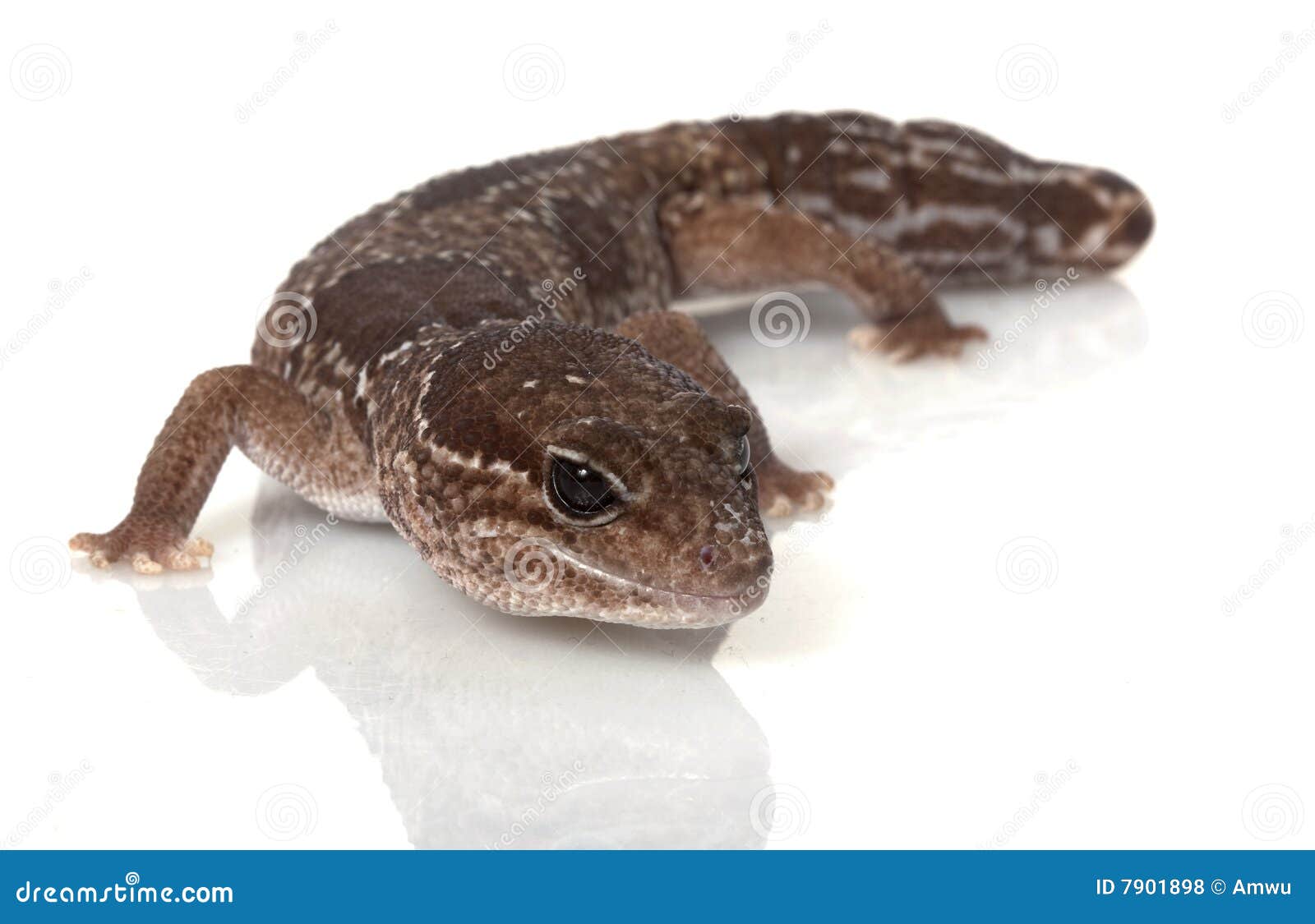 Jungle African Fat-tailed Gecko Stock Photo | CartoonDealer.com #7901898
