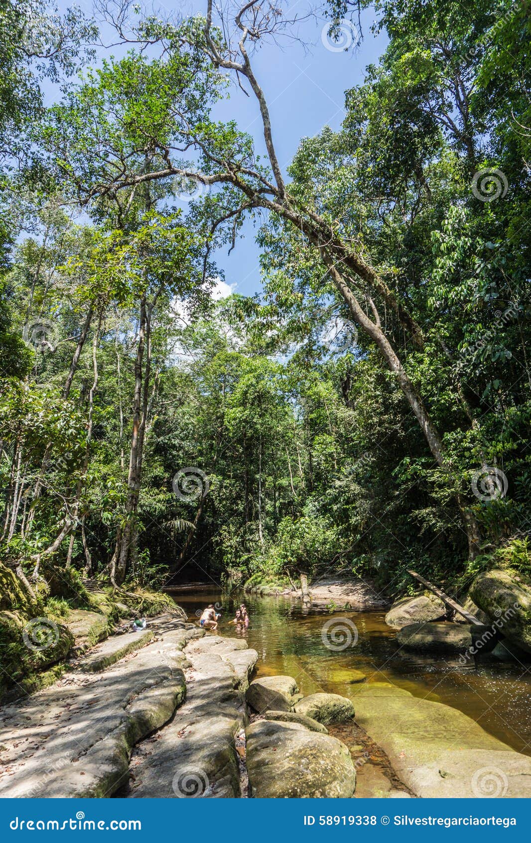 Jungle amazon rainforest stock photo. Image of reserve - 58919338