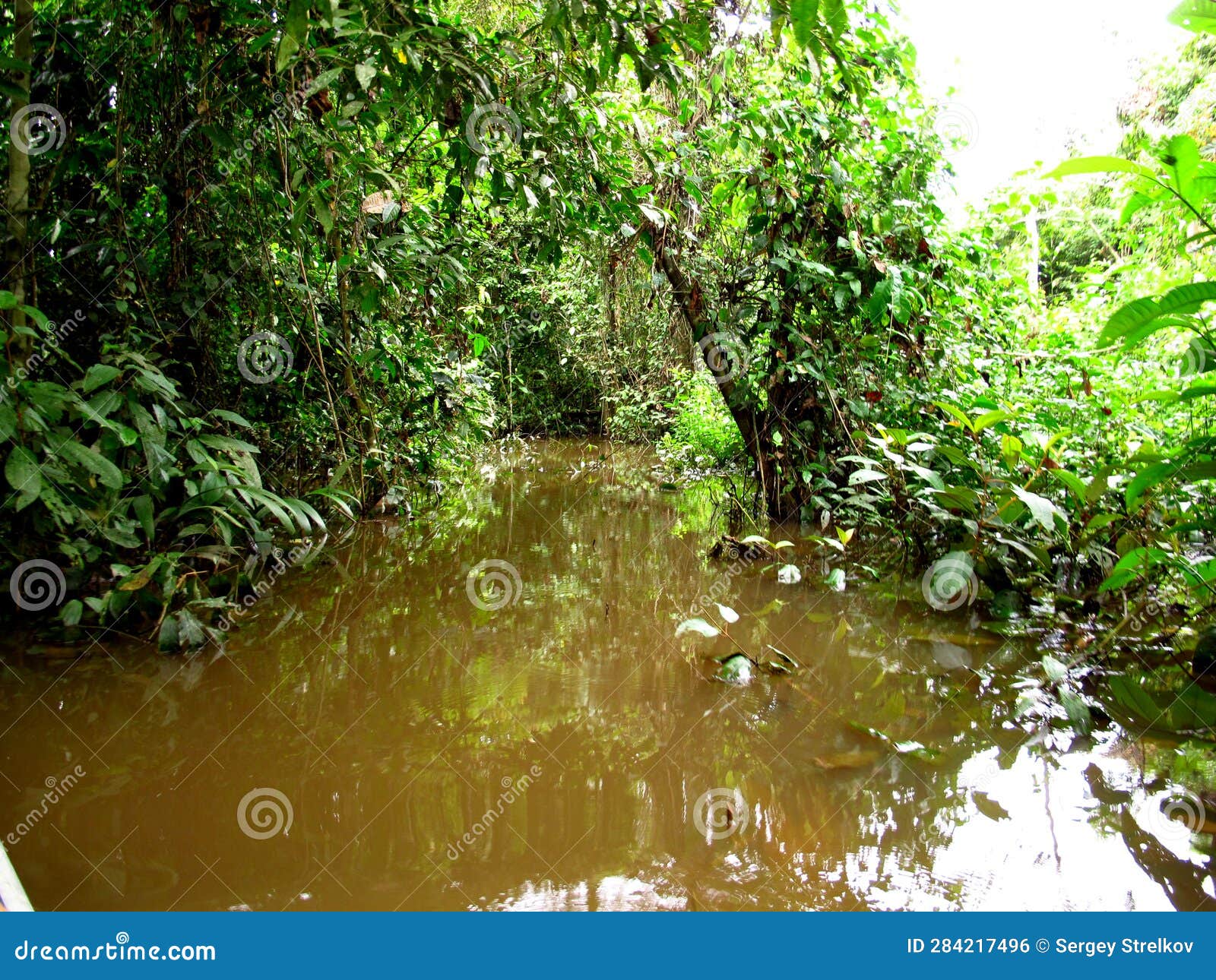 Jungle on Amazon River in Peru, South America Stock Photo - Image of ...