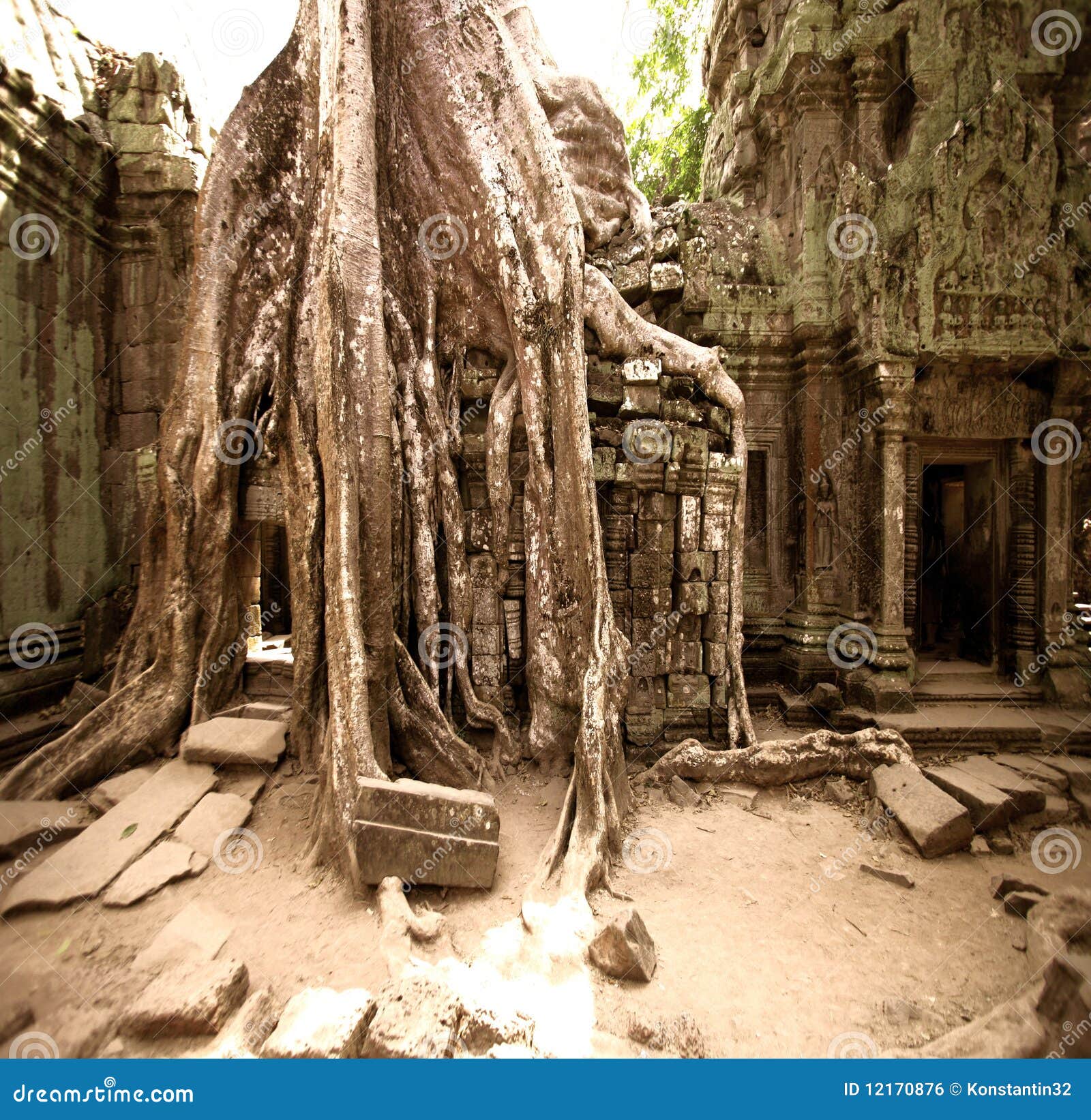 Jungle at Angkor Wat in Cambodia Stock Photo - Image of angkor ...