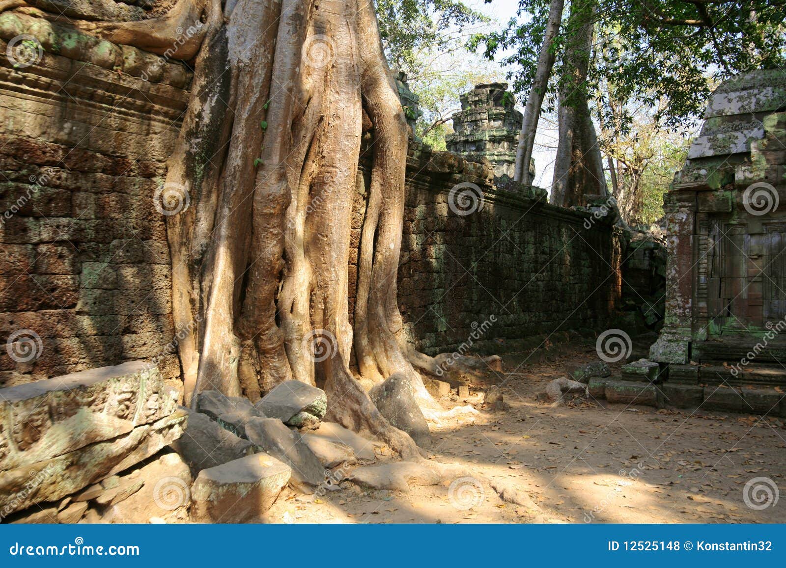 The Jungle in Angkor Wat in Cambodia Stock Photo - Image of culture ...