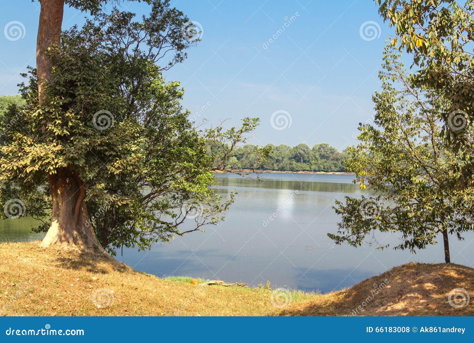 The jungle in Angkor Wat stock photo. Image of trees - 66183008
