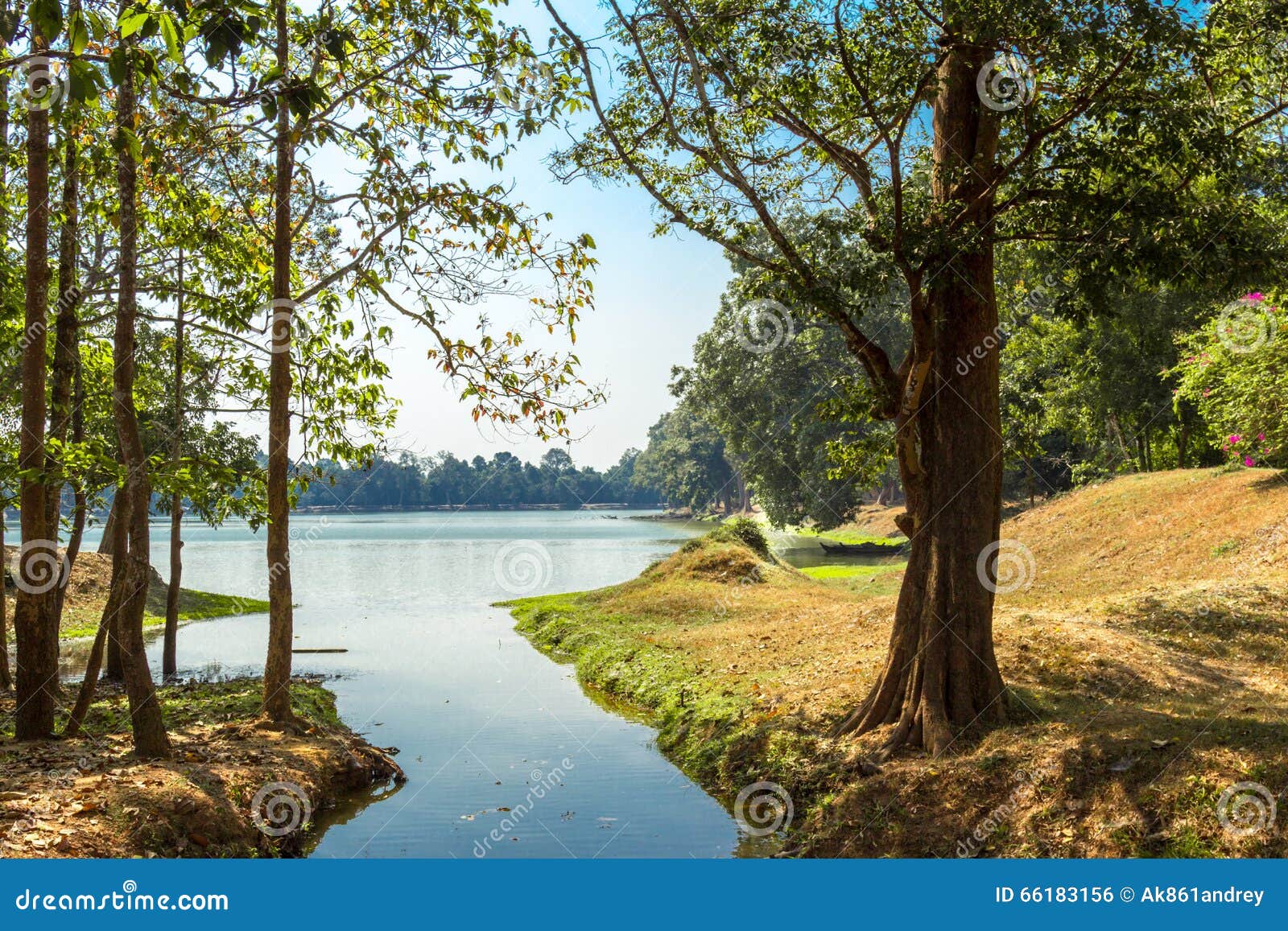 The jungle in Angkor Wat stock photo. Image of flora - 66183156