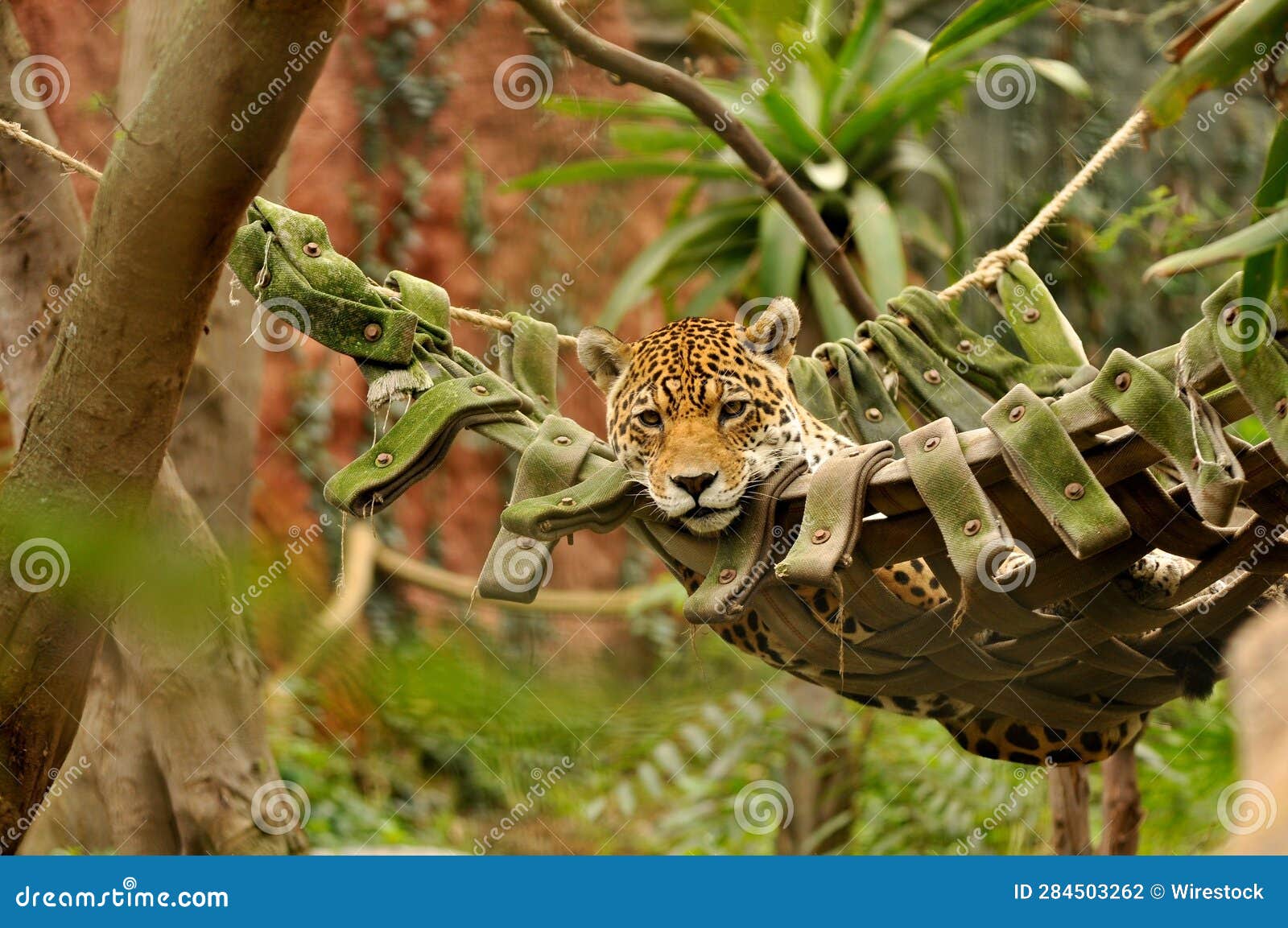 Jaguar in a zoo in Ecuador stock photo. Image of nature - 284503262