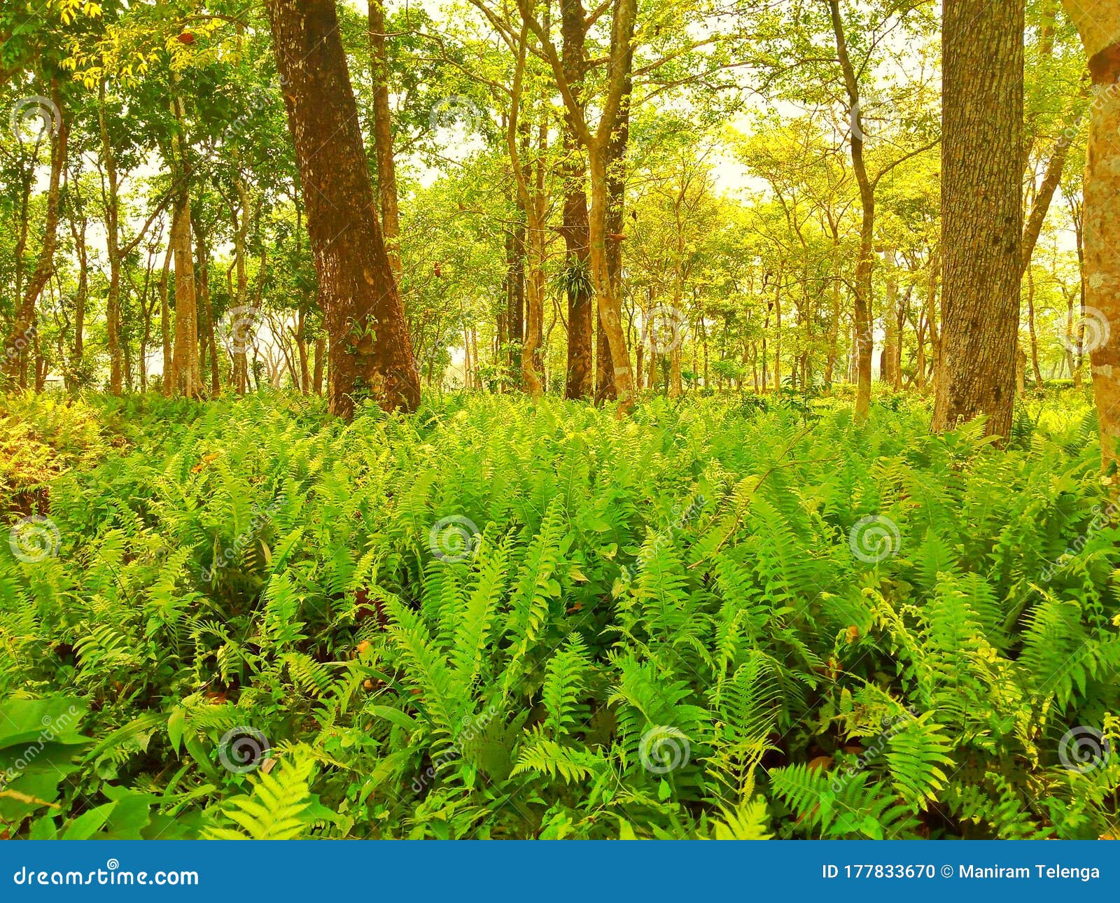 The jungle of Assam stock photo. Image of tree, assam - 177833670