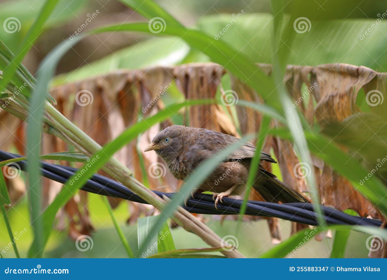 Jungle babbler bird stock image. Image of bird, bush - 255883347