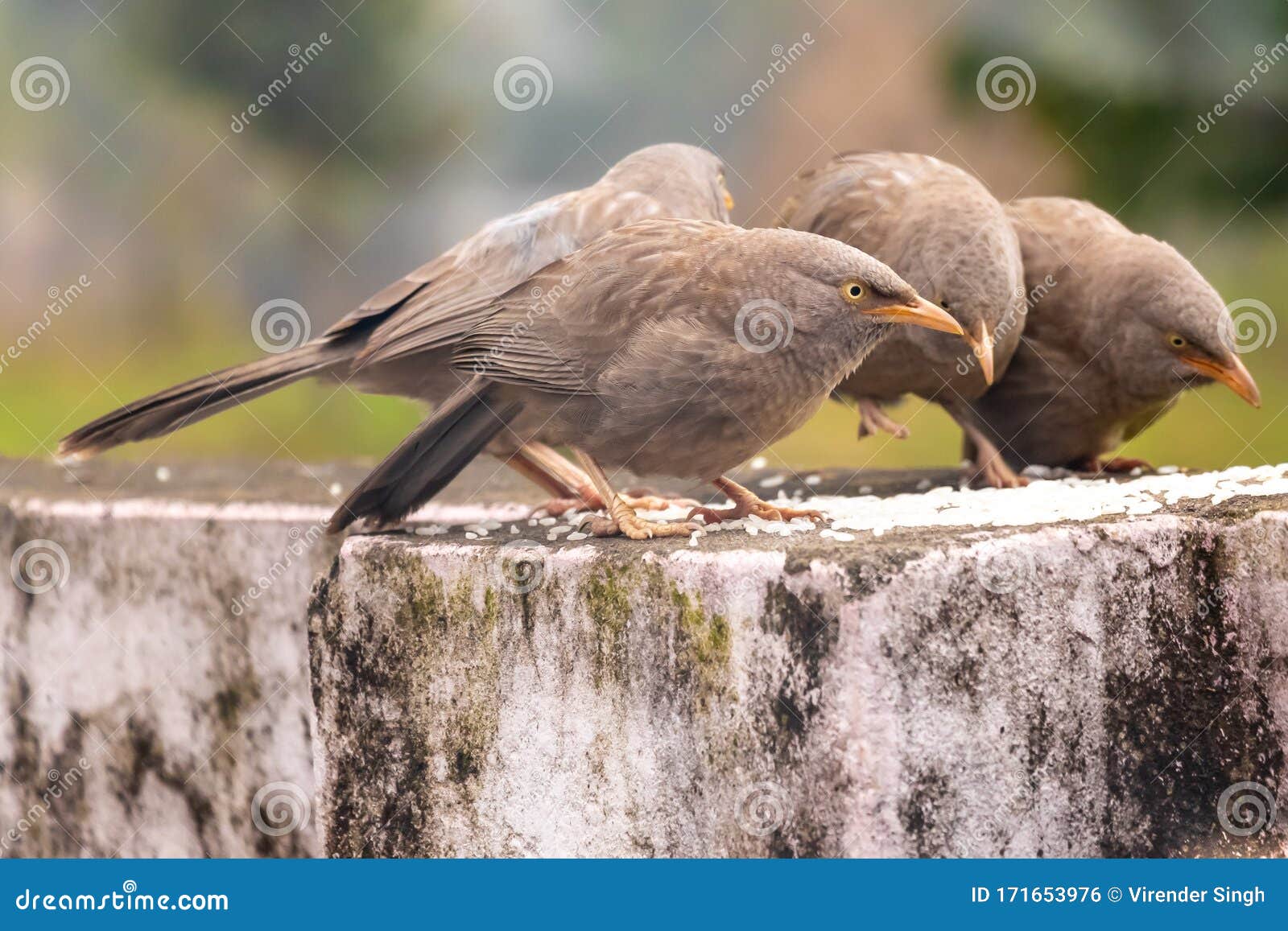 Jungle Babbler Bird Eating Rice Feed Stock Photo - Image of birds ...