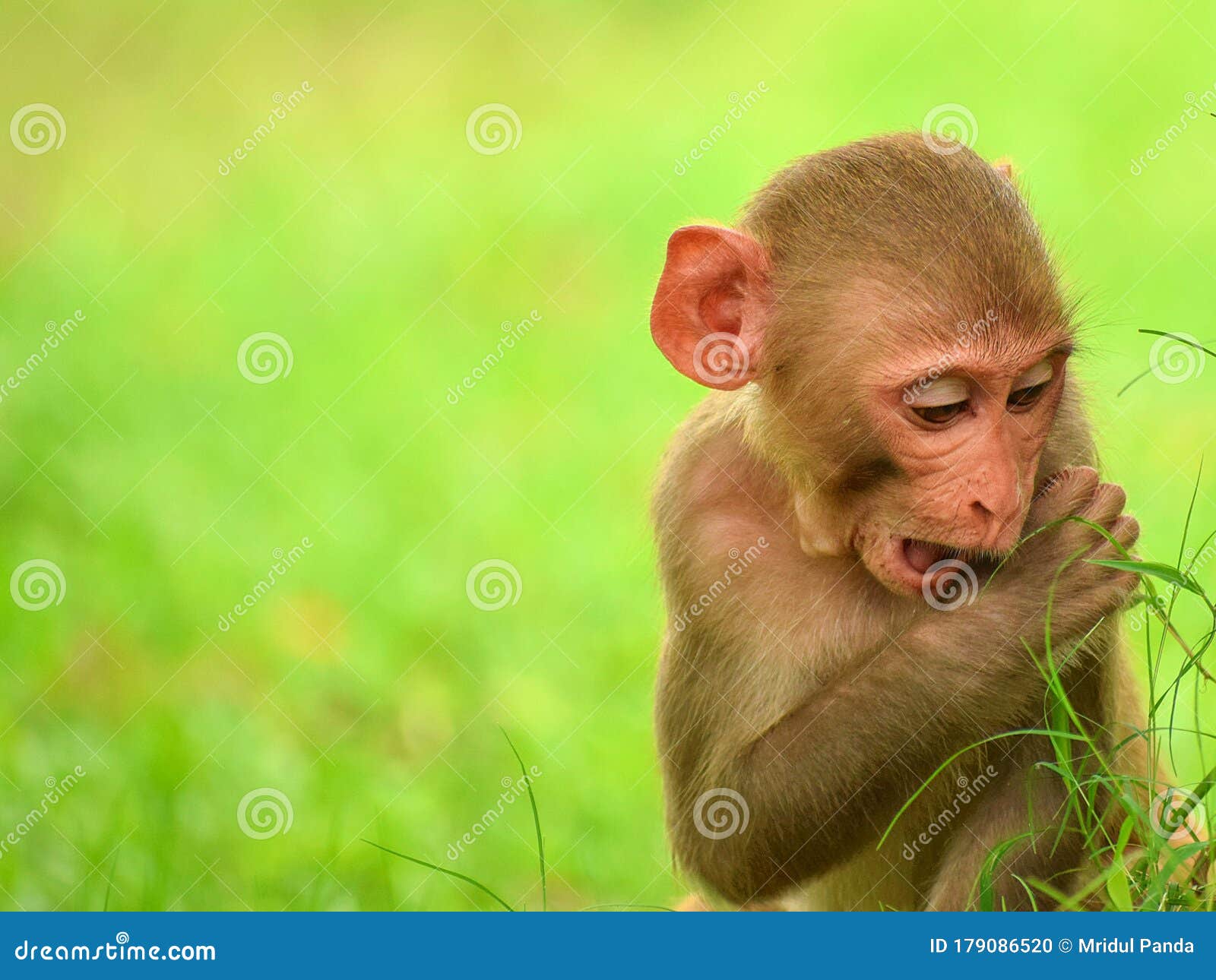 A Lonely Baby Monkey is Searching for Her Mother Stock Photo - Image of ...