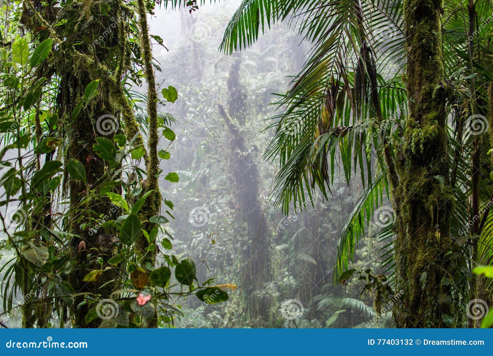 Jungle Background stock photo. Image of india, background - 77403132