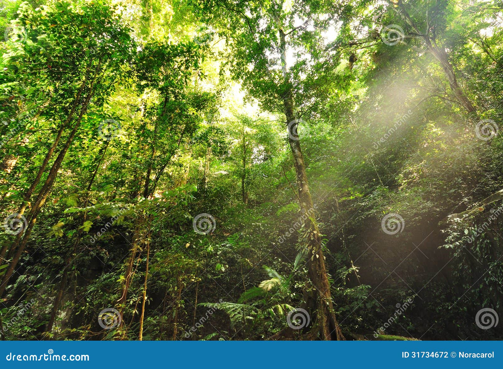 Jungle background stock photo. Image of landscape, dawn - 31734672