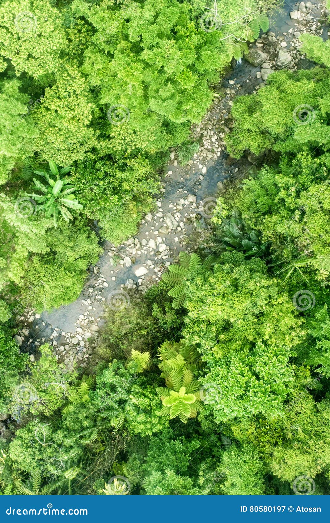 Jungle Background with a Small Stream Stock Image - Image of fresh ...