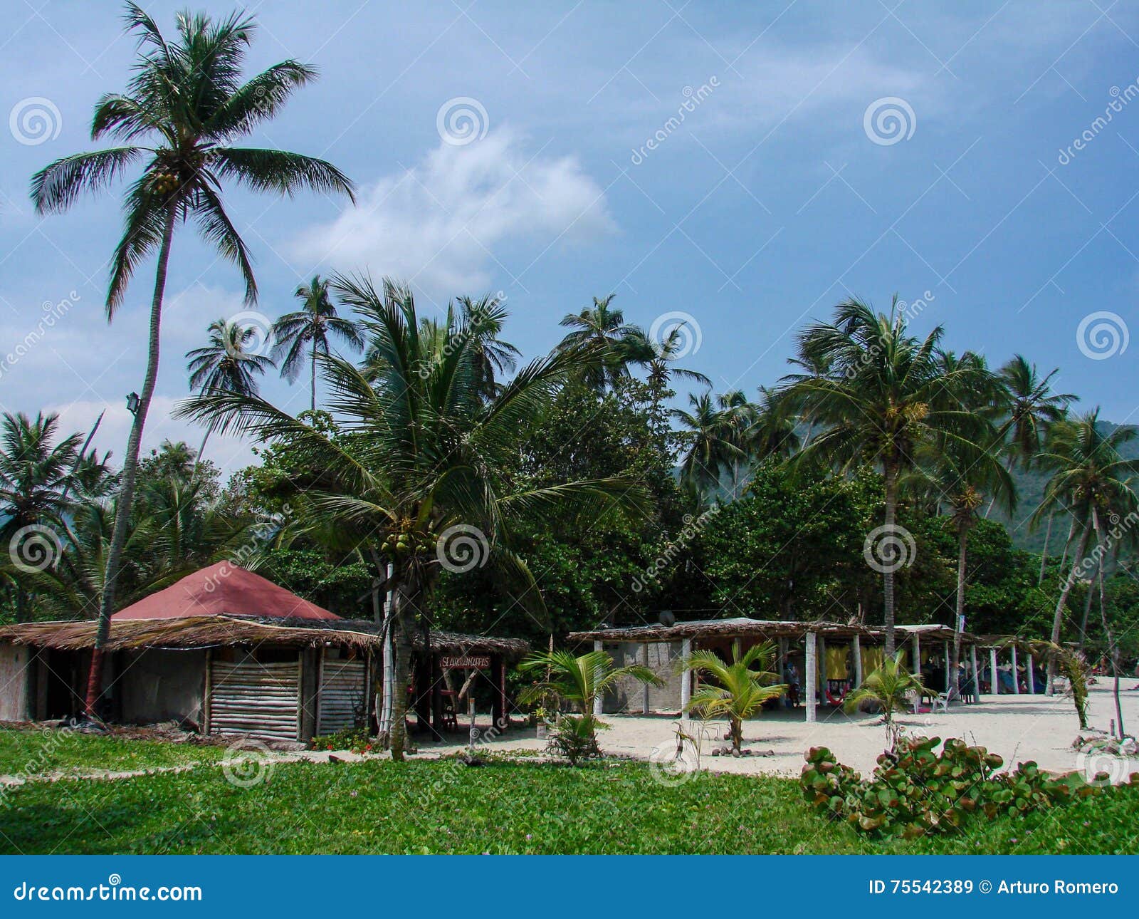 Jungle beach stock image. Image of cata, beach, grassy - 75542389