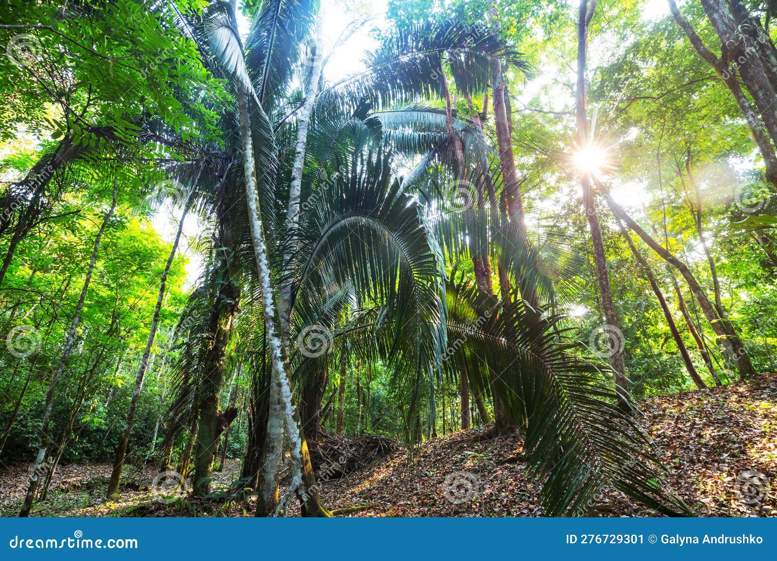 Jungle stock image. Image of mist, hawaii, exotic, ecology - 276729301