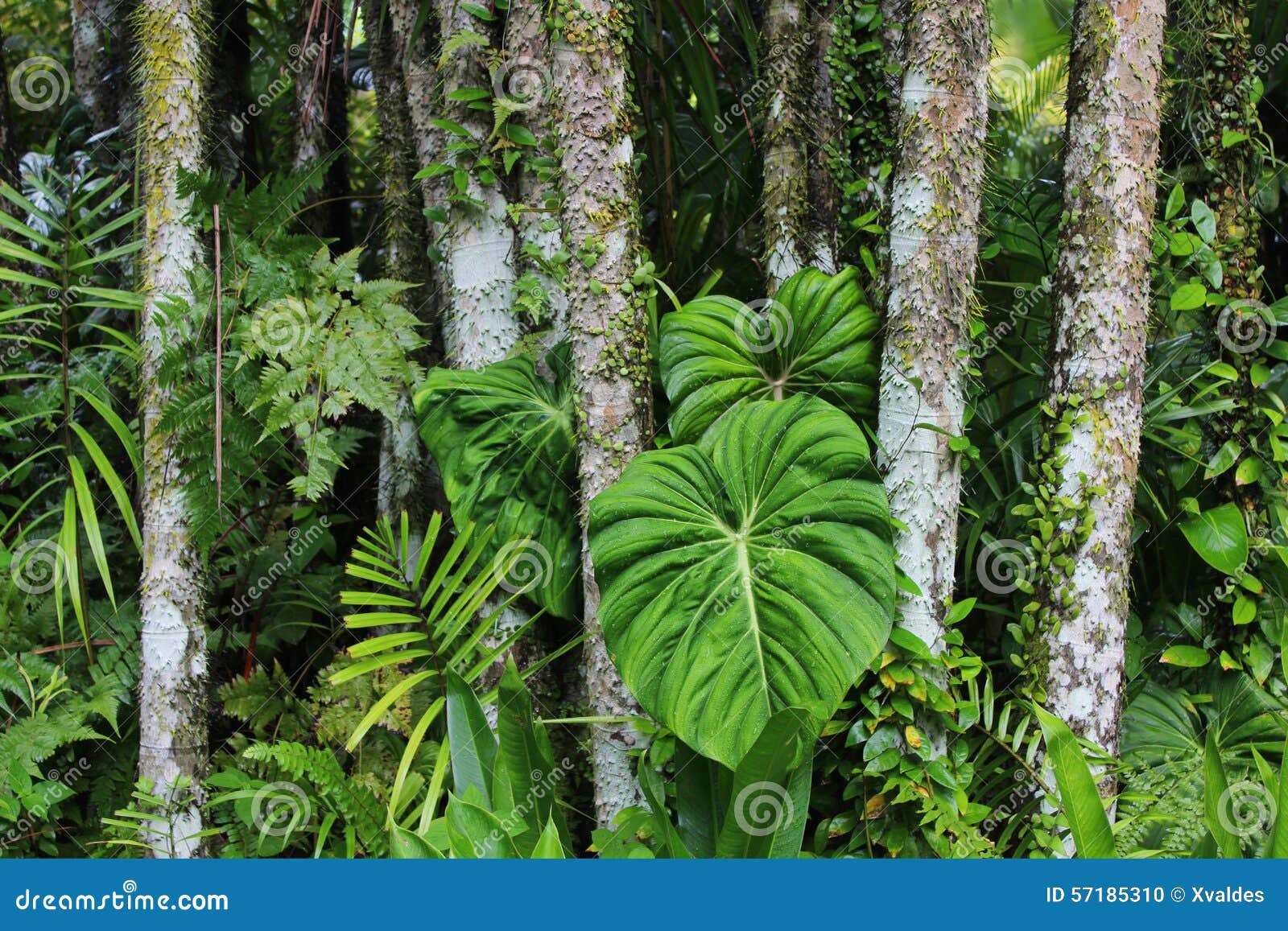 Jungle stock photo. Image of biology, forest, beautiful - 57185310