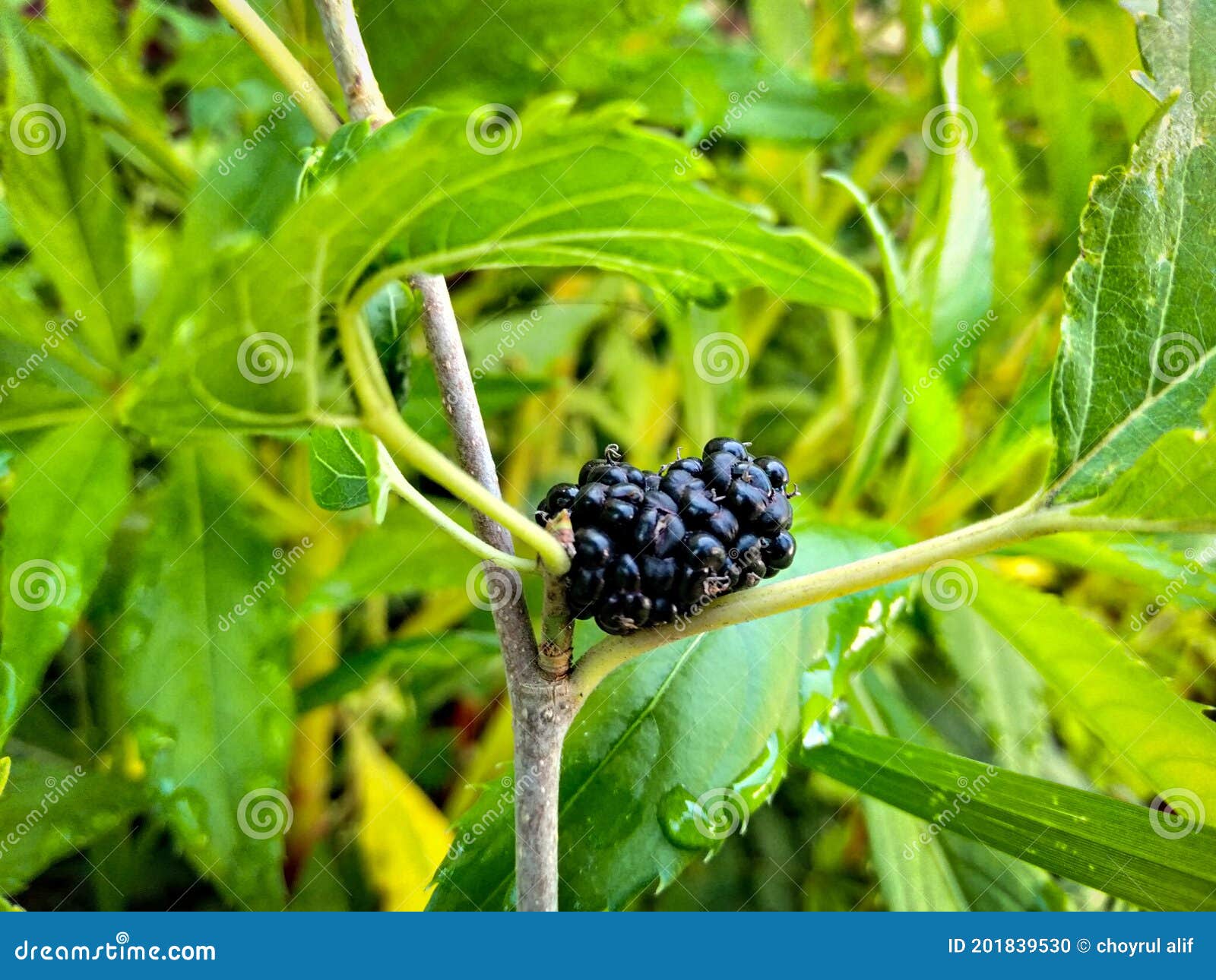 Jungle Blueberry Naturally Natural Awesome Stock Photo - Image of ...