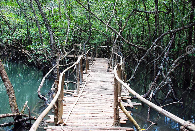 Jungle Bridge stock photo. Image of fresh, rainforest - 6958466