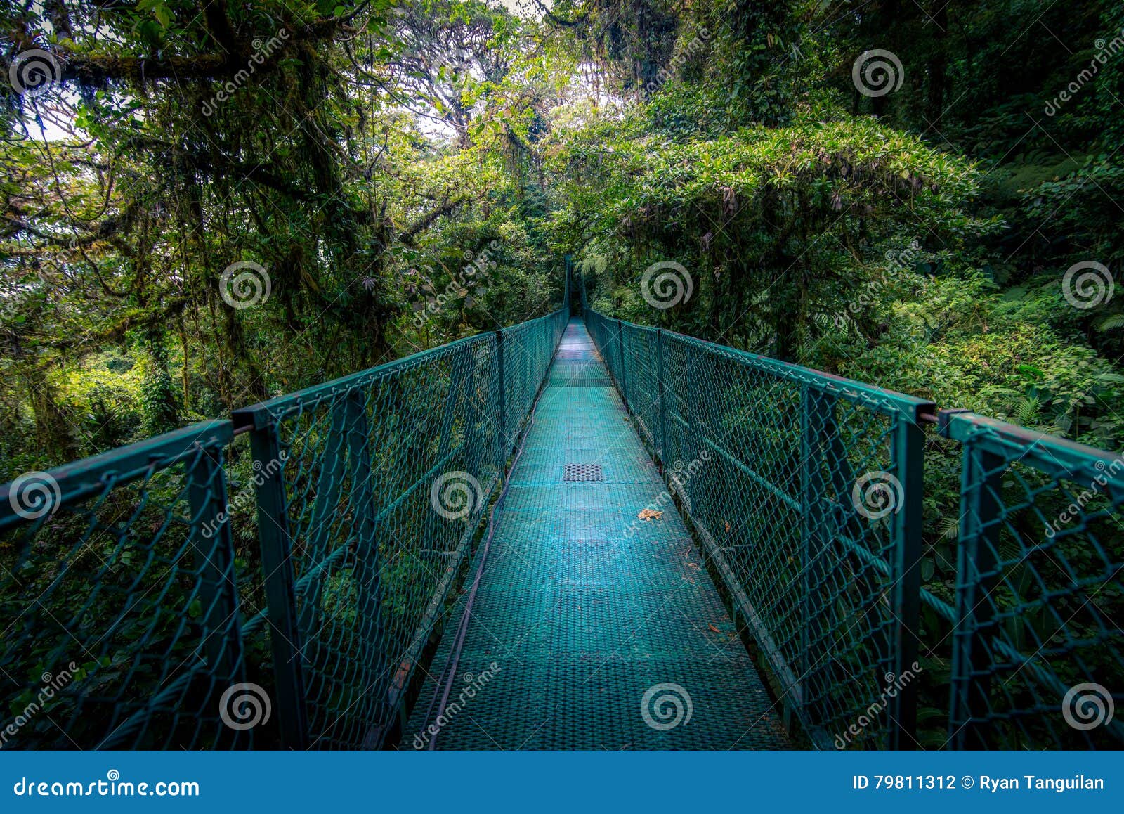 Jungle bridge. stock photo. Image of outdoors, season - 79811312