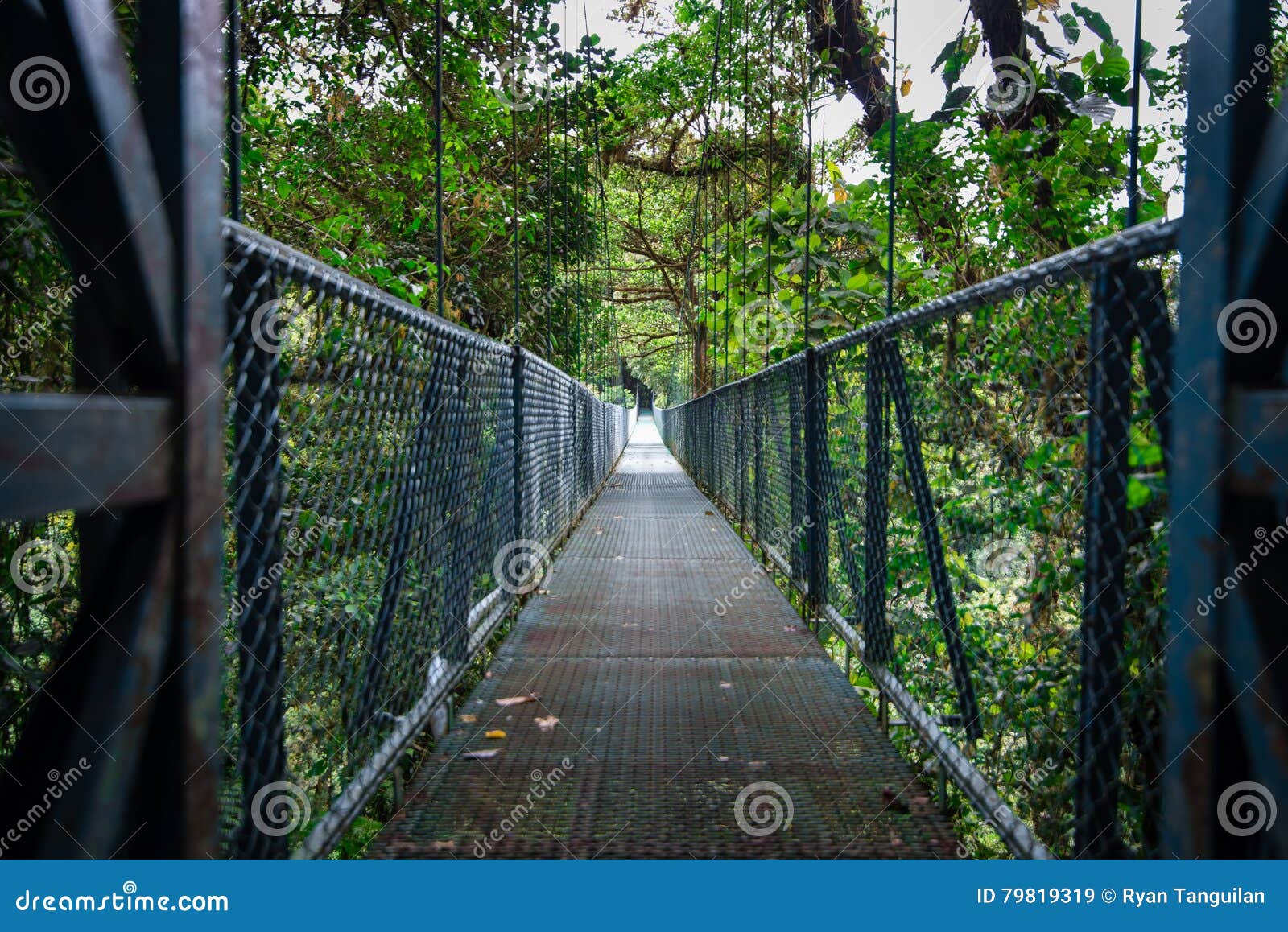 Jungle bridge. stock image. Image of paradise, rica, adventure - 79819319