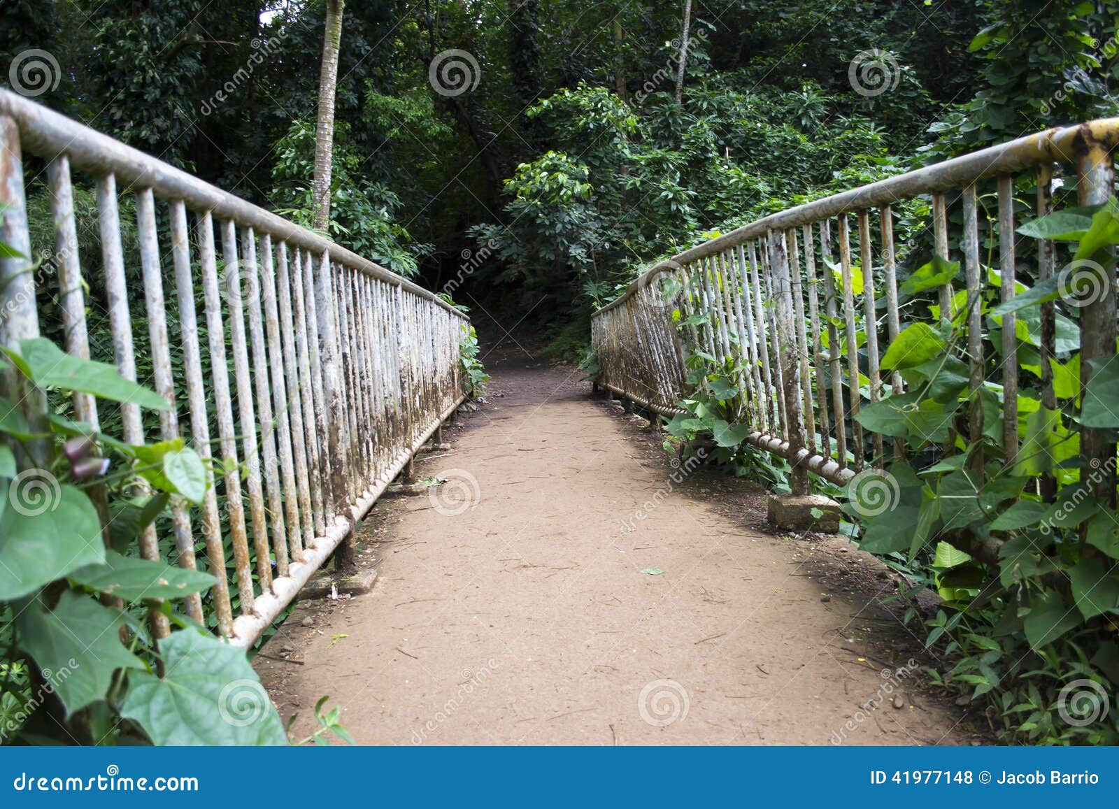 Jungle bridge. stock photo. Image of plants, metal, hawaii - 41977148