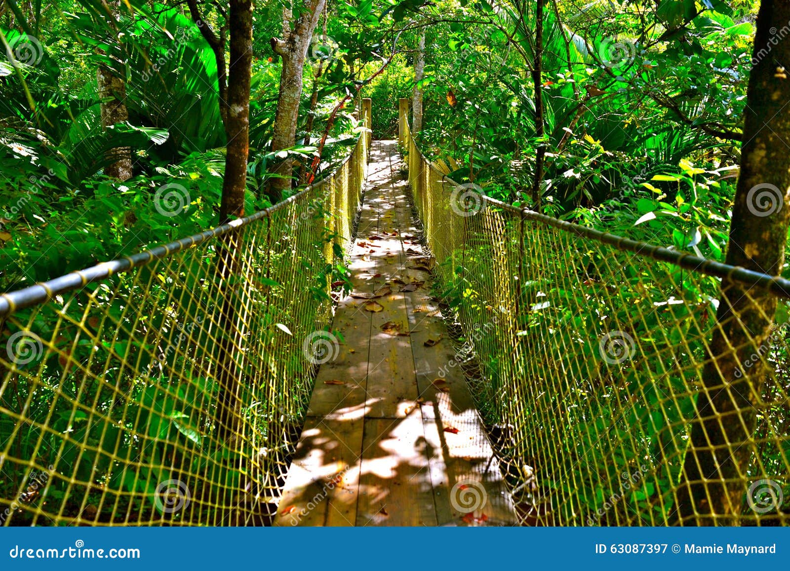 Jungle Bridge stock image. Image of nature, tree, exploration - 63087397