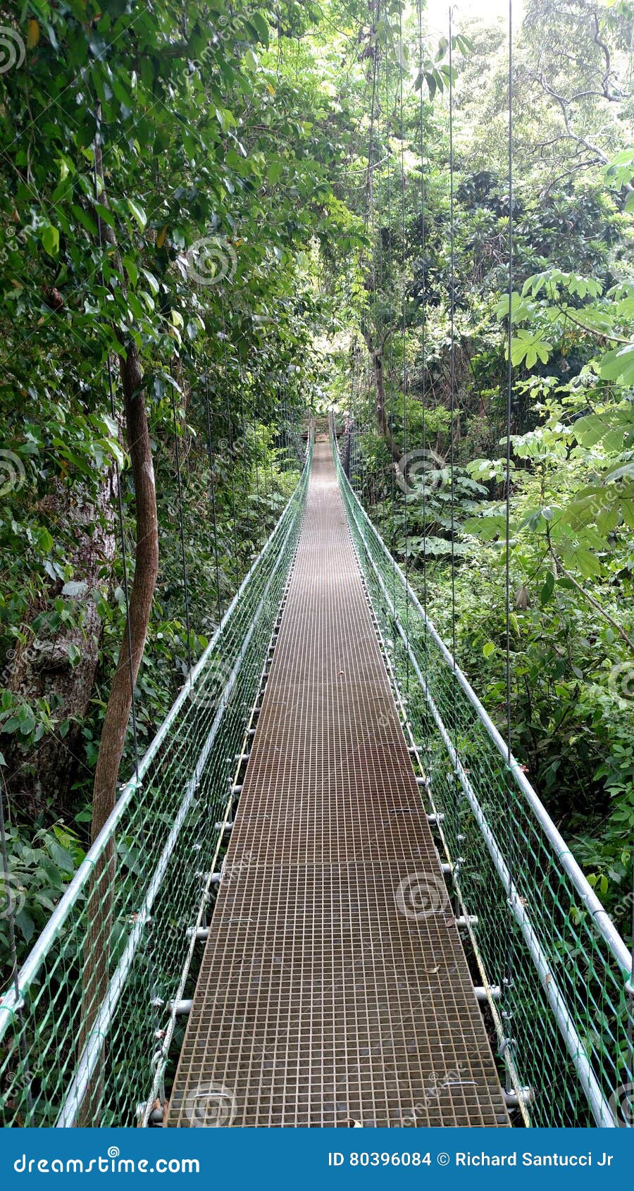 Jungle bridge in Roatan stock photo. Image of honduras - 80396084