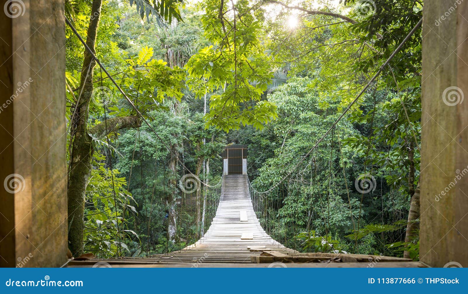 Jungle Bridge Solitude Scene Stock Photo - Image of adventure, escape ...