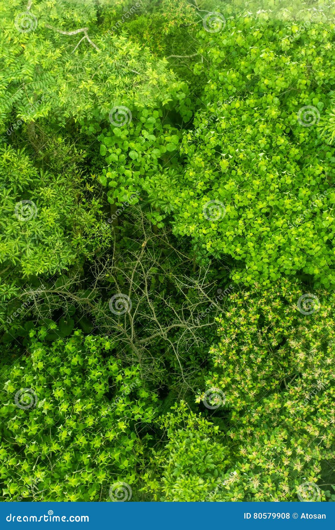 Jungle Canopy As Seen from Above Stock Photo - Image of habitat, exotic ...