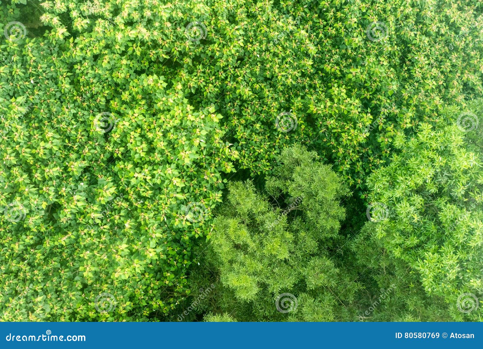 Jungle Canopy As Seen from Above Stock Image - Image of leaf, natural ...