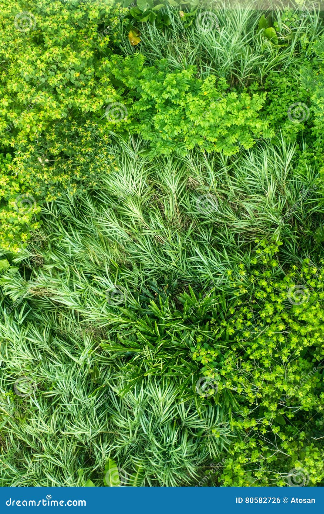 Jungle Canopy As Seen from Above Stock Photo - Image of nature, growth ...