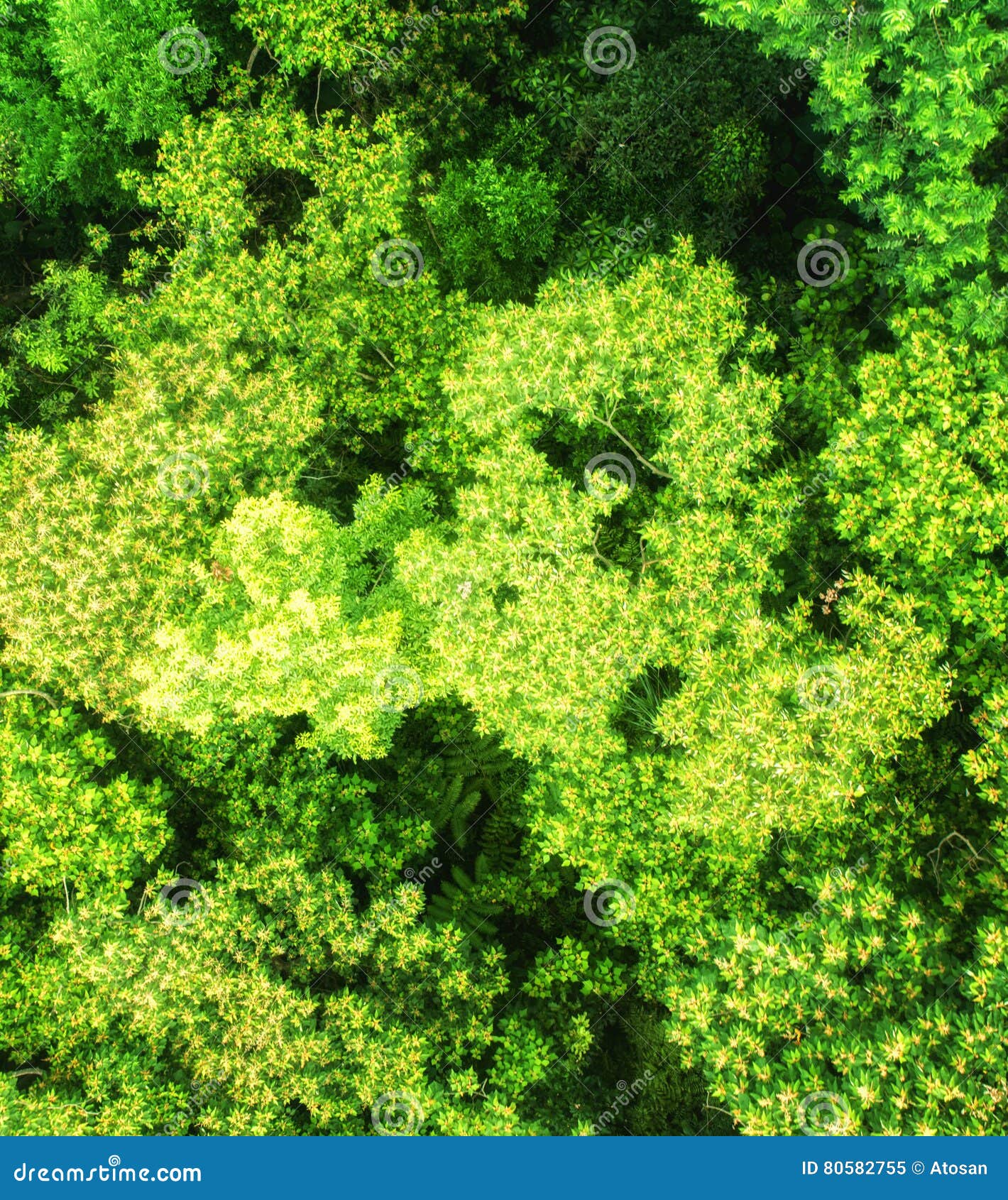 Jungle Canopy As Seen from Above Stock Image - Image of growth, aerial ...