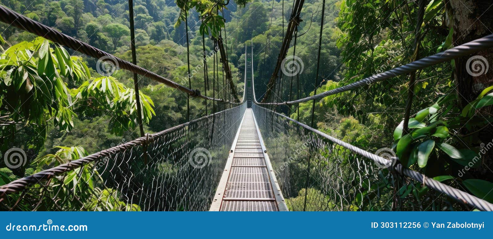 Jungle Canopy Bridge Crossing a Suspension Bridge High Above the Trees ...