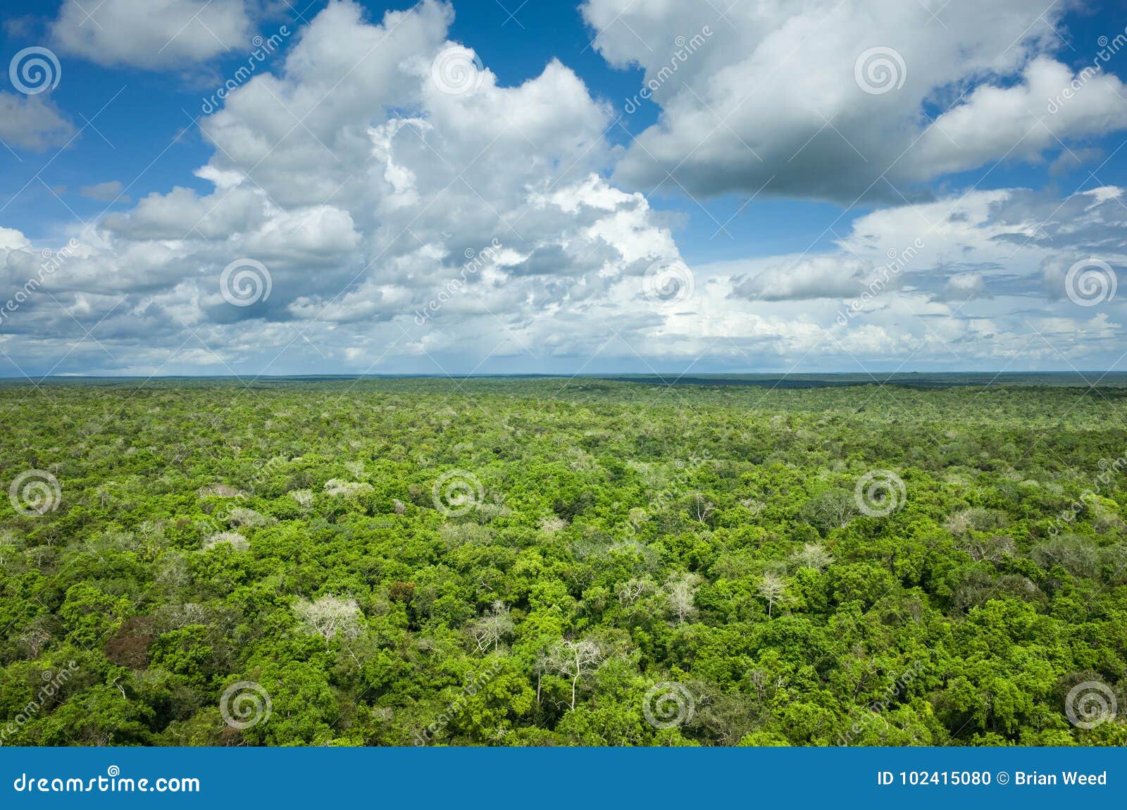 Jungle Canopy View stock photo. Image of texture, forest - 102415080