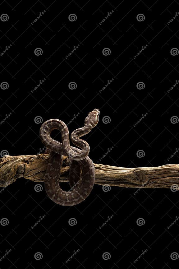 Jungle Carpet Python Hanging on a Branch Isolated on Black Background ...