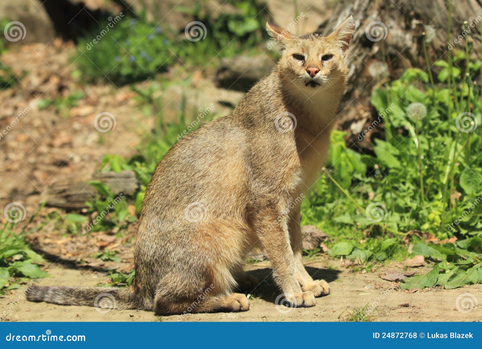 Jungle cat stock photo. Image of jungle, medium, sitting - 24872768