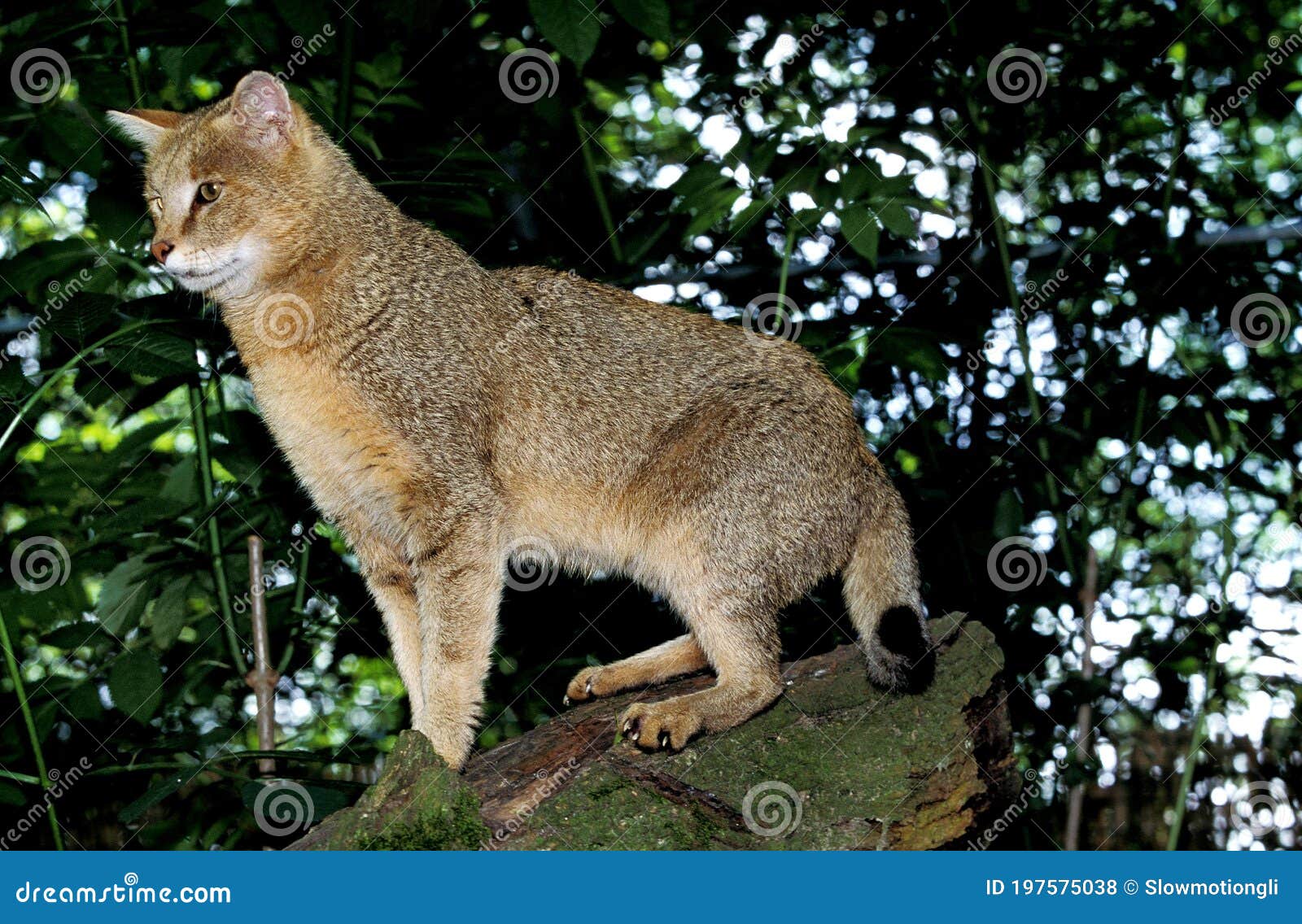 Jungle Cat Or Felis Chaus Or Reed Cat Kitten Hiding In Bamboo Trees At ...