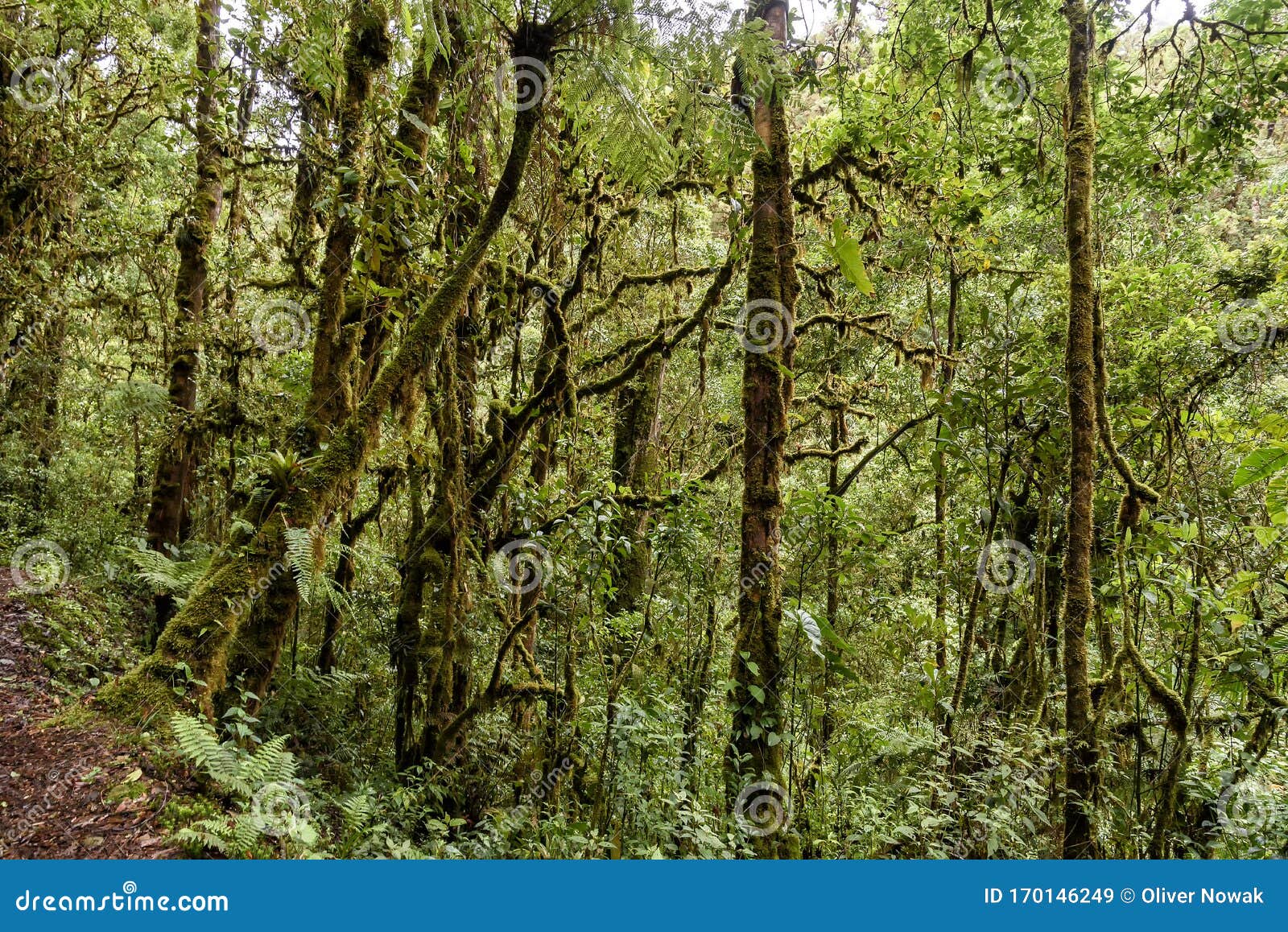 Tropical Jungle in Central America Stock Image - Image of protected ...