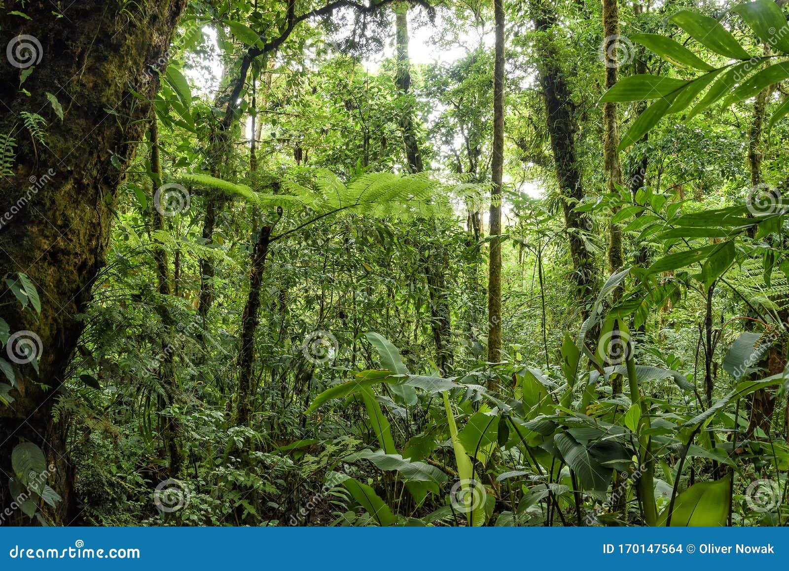 Tropical Jungle in Central America Stock Photo - Image of mexico ...