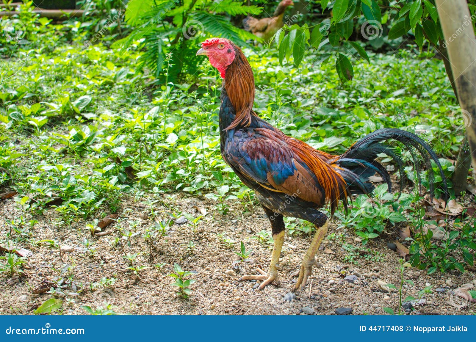 Jungle Chicken Walking at the Garden Stock Photo - Image of flock ...