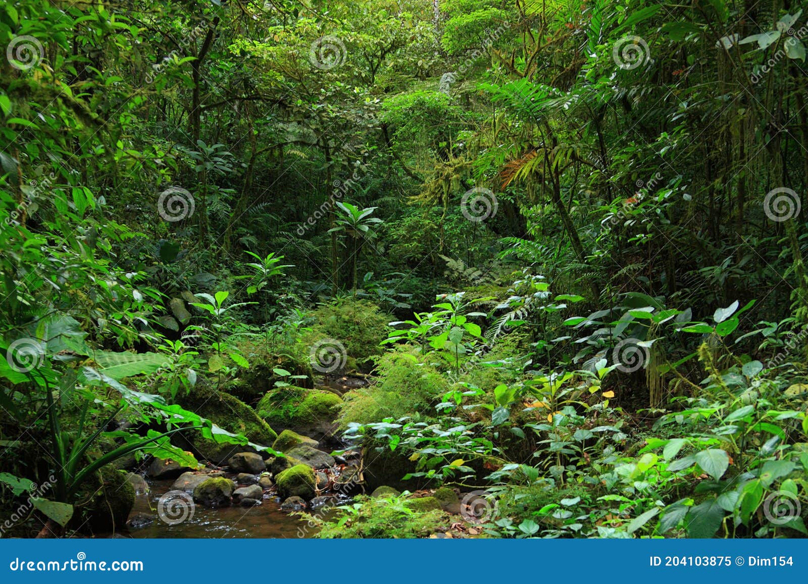 Jungle stock image. Image of tile, horizontal, source - 204103875