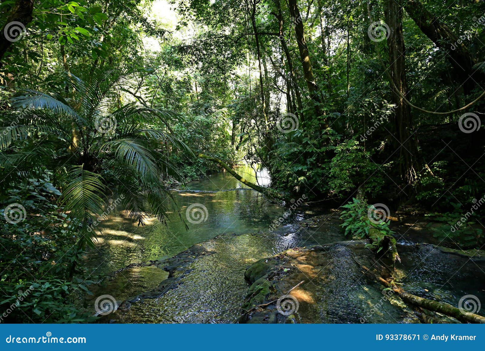 Jungle Creek a Stream in the Rainforest Stock Image - Image of ...
