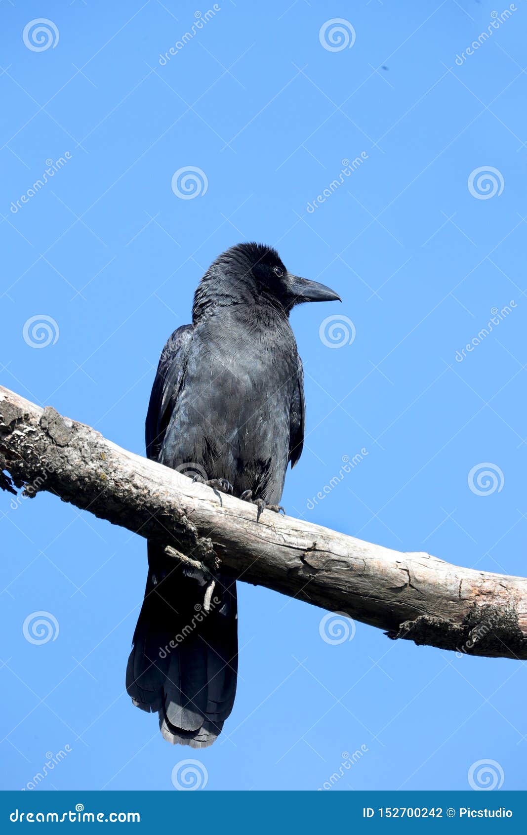 Jungle crow stock photo. Image of wild, rare, nature - 152700242