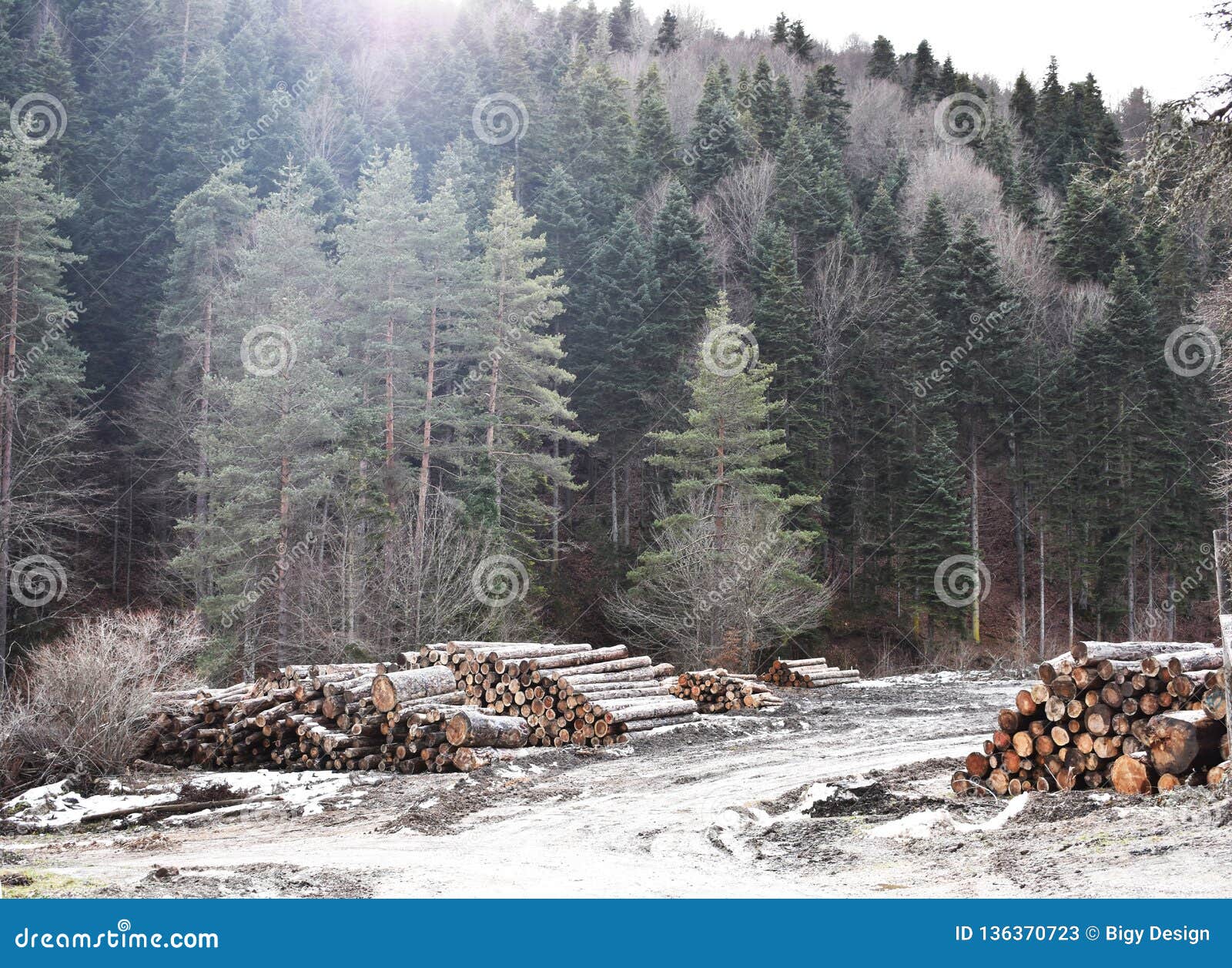 Jungle and cut trees stock image. Image of background - 136370723