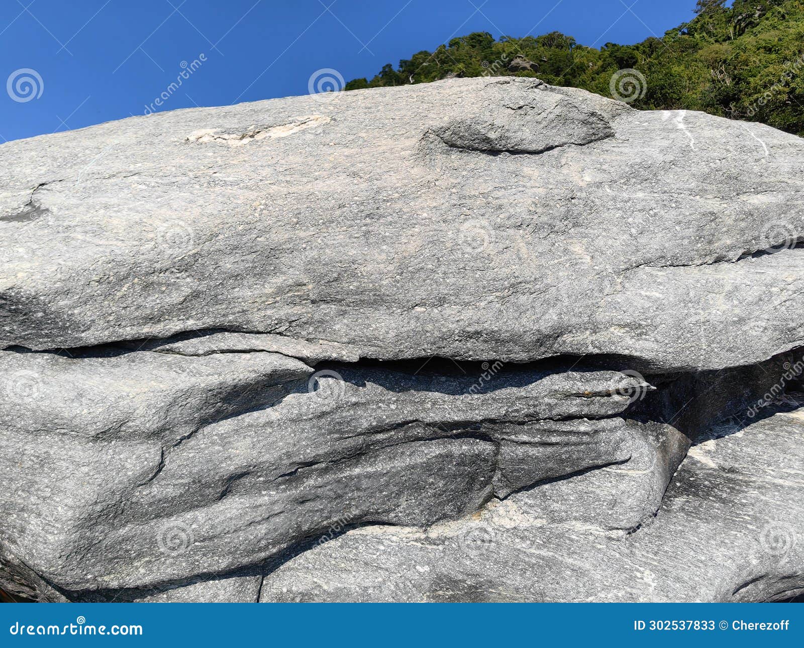In the Jungle during the Day Stock Image - Image of wildlife, forest ...