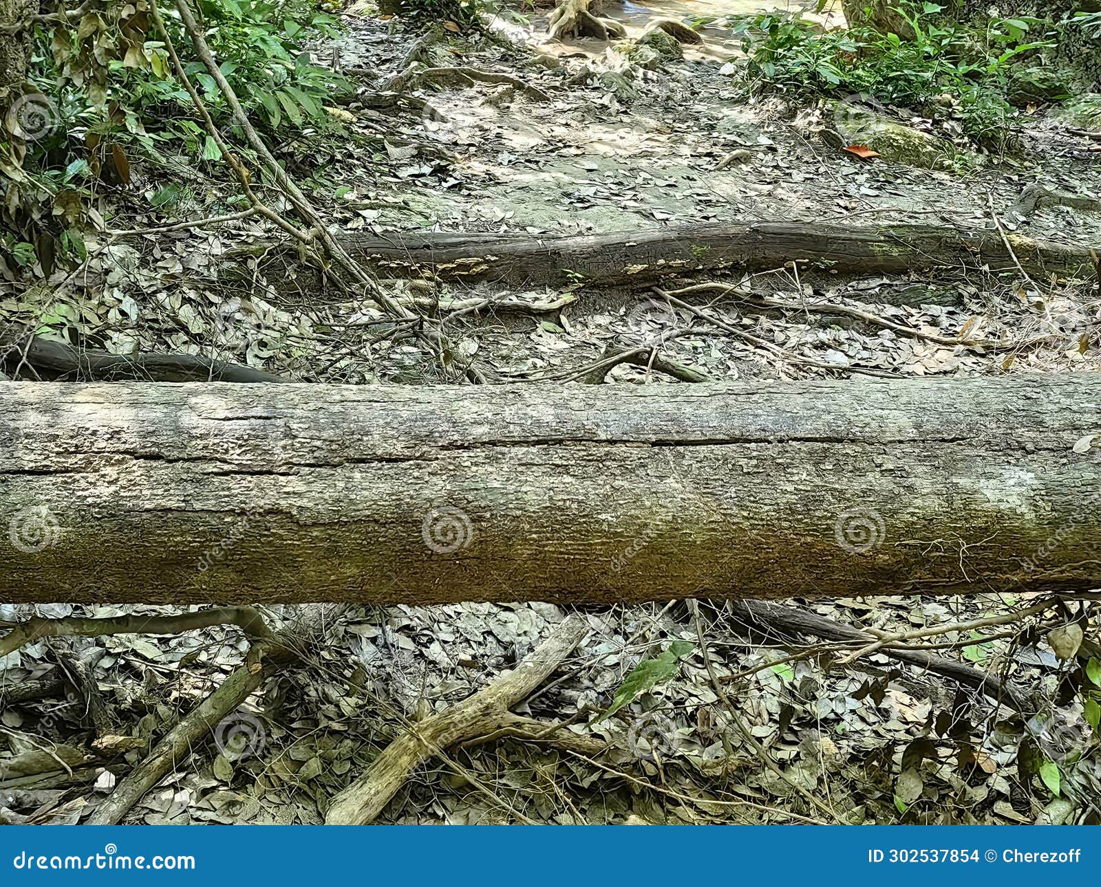 In the Jungle during the Day Stock Photo - Image of tourism, scenery ...