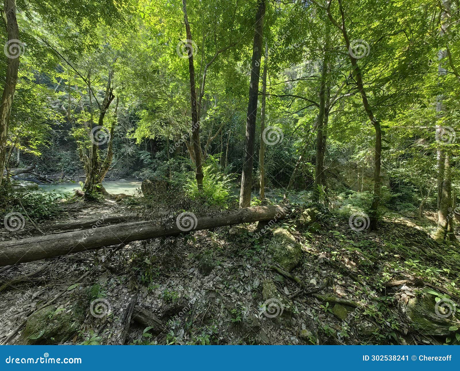 In the Jungle during the Day Stock Image - Image of tree, green: 302538241