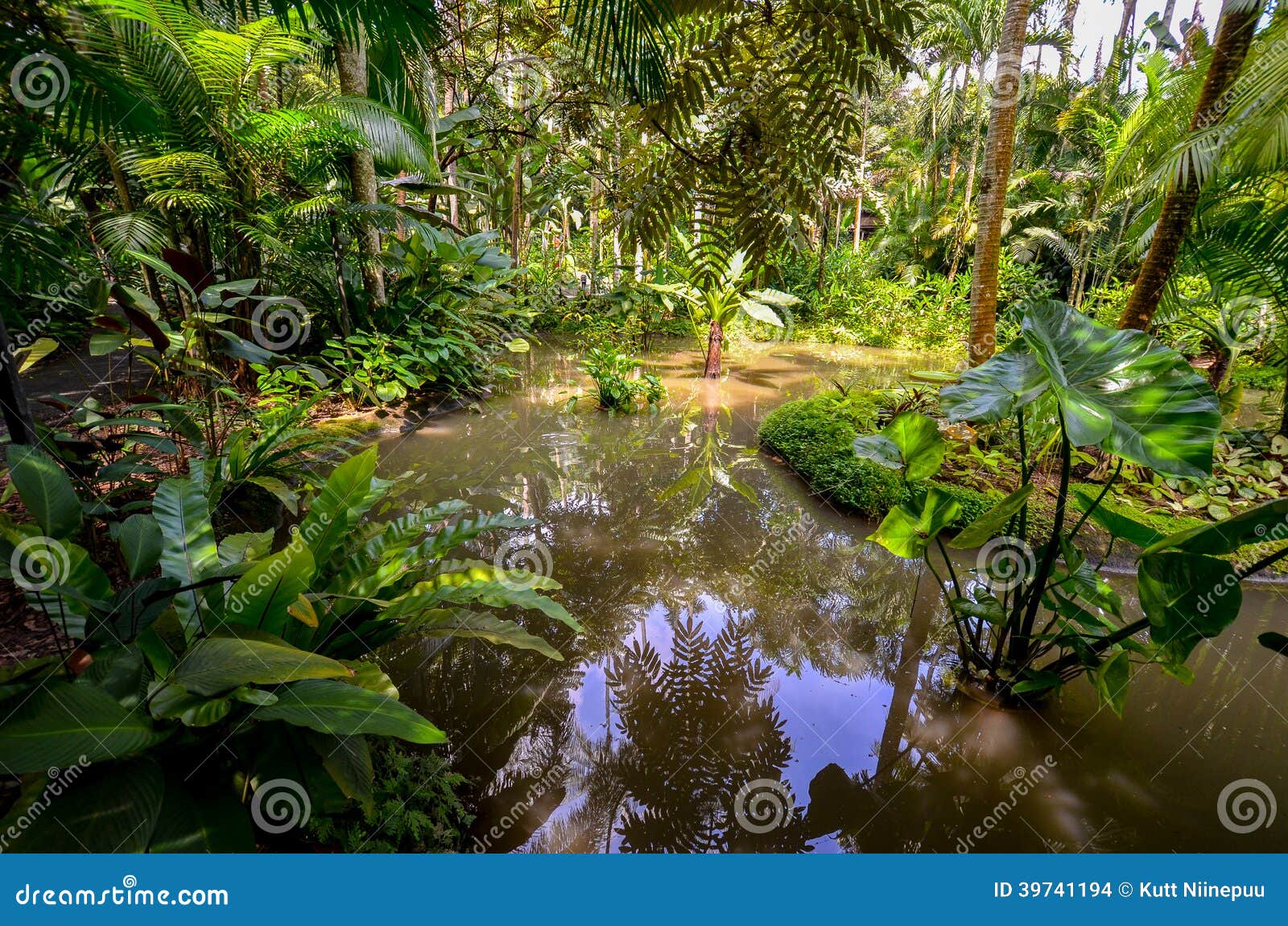 Jungle Swamp