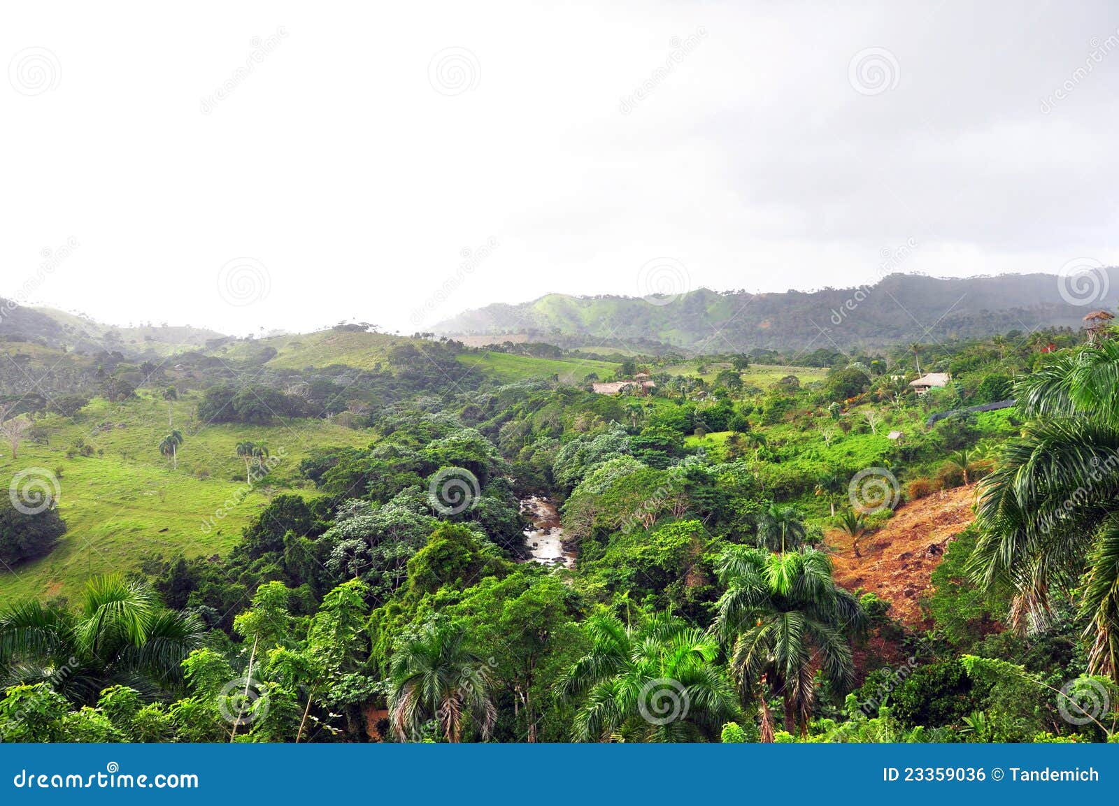 Jungle at Dominican Republic Stock Photo - Image of forest, branch ...